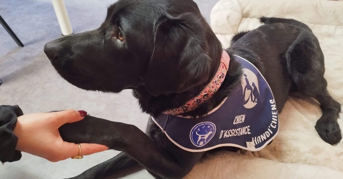 Chien d’Assistance Judiciare – FV65